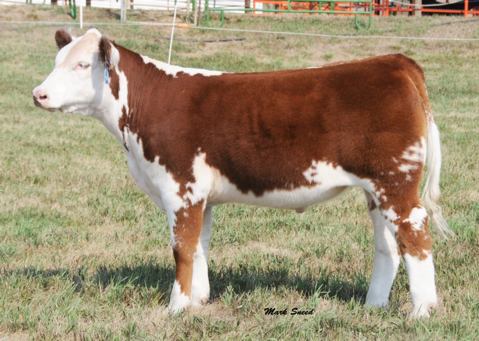 Lautner Farms: Club Calf Paradise - Indian Outlaw Steer - Sells Sept 16