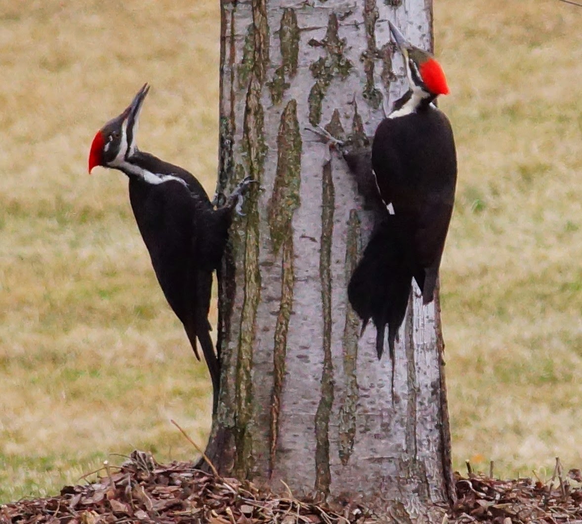 Wild Wild Woods: young pileated woodpeckers
