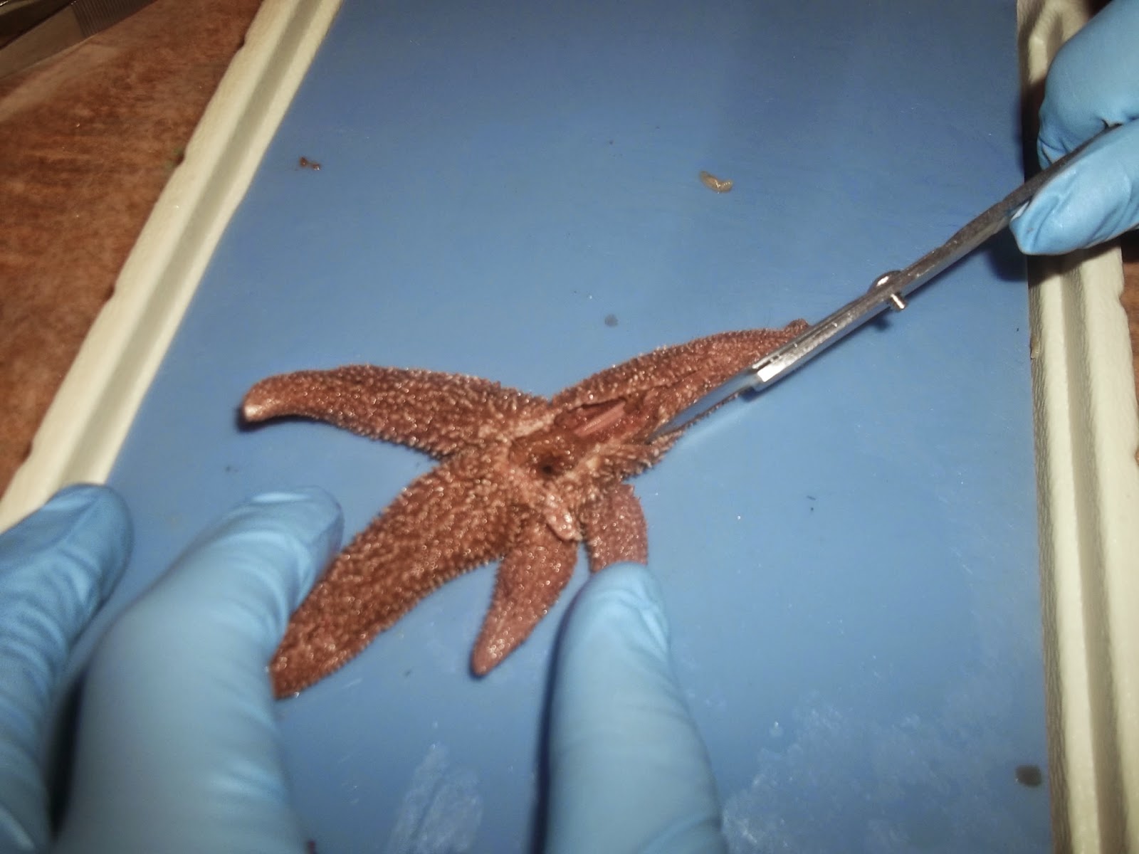 Melissas Homeschool Blog: Marine Biology Dissection Lab
