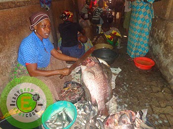 iFoodS - Initiative for Food Safety: MAKOKO FISH MARKET - Sharks ...