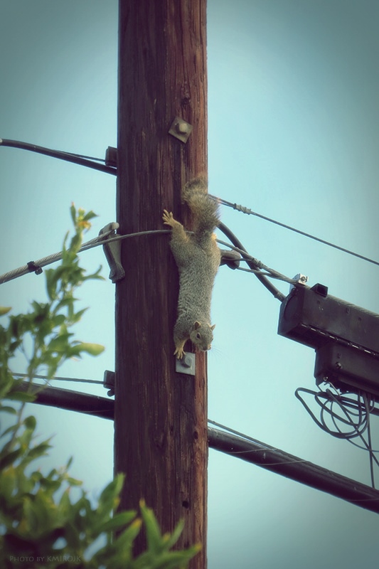 KMIRO GALLERY: Spider-Squirrel