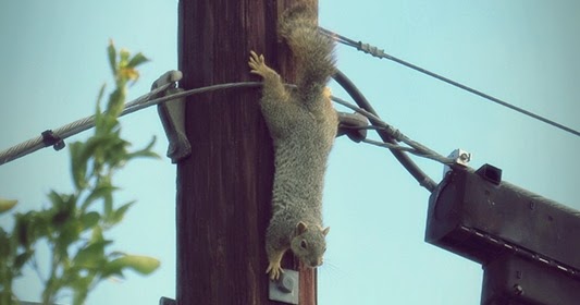 KMIRO GALLERY: Spider-Squirrel