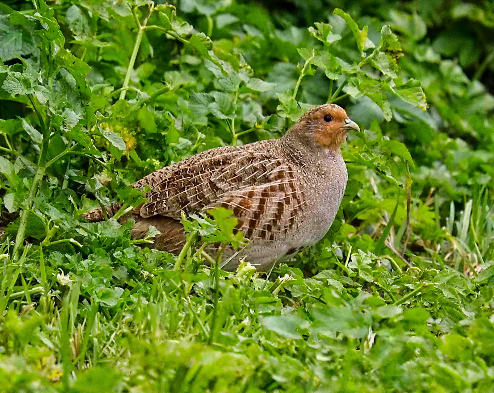 TropicBirdArt Blog from Holt: 20150329 Grey Partridge Stiffkey
