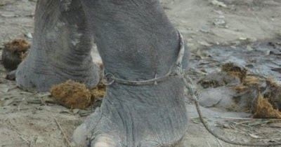 A Inspiring Story : The Elephant Rope ( Small Story)