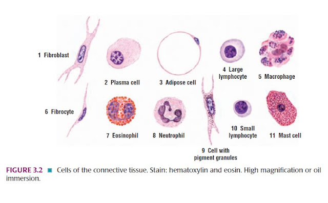 Histologi:Jaringan Ikat( Connective Tissue) | BlogK Putih