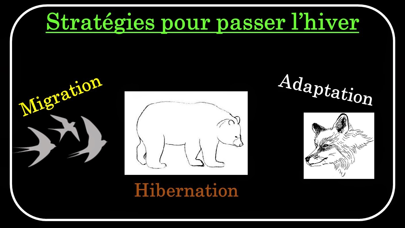 Le labo d'Anissa - SVT: Chapitre 1 : Le peuplement animal au cours des ...