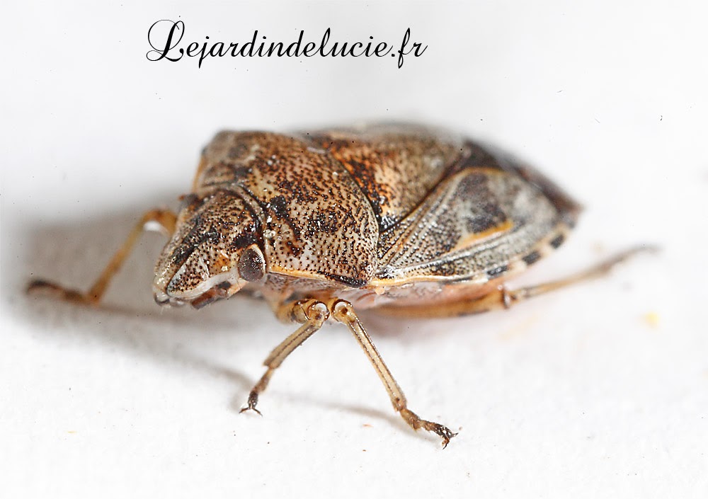 Holcogaster fibulata, la punaise des pins