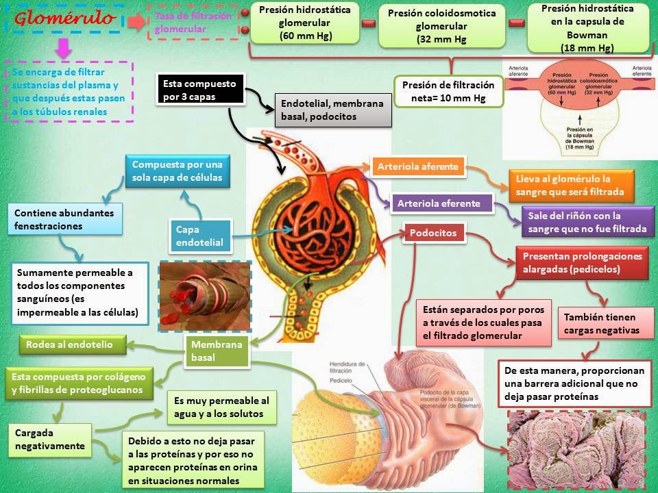 Blog de Fisiología Básica de Rogelio Eduardo Enriquez Lopez : Glomerulo