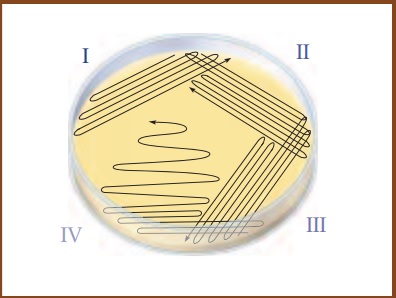[Microbiology] Atlas of Streak Plate Methods of Isolation | Free ...