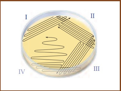 [Microbiology] Atlas of Streak Plate Methods of Isolation | Free ...