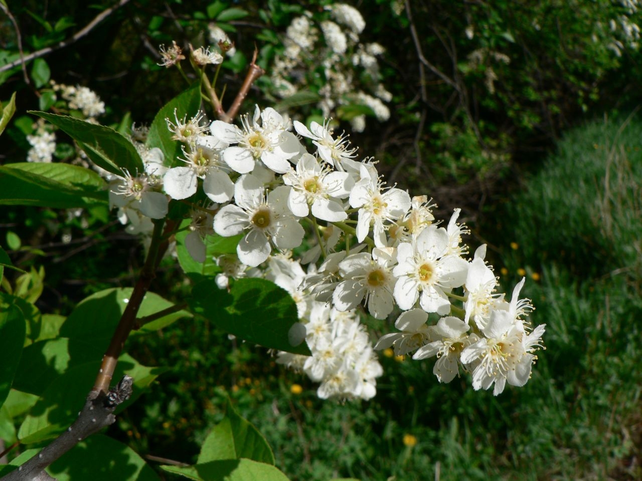 The Cranbrook Guardian: May Blossom Fest