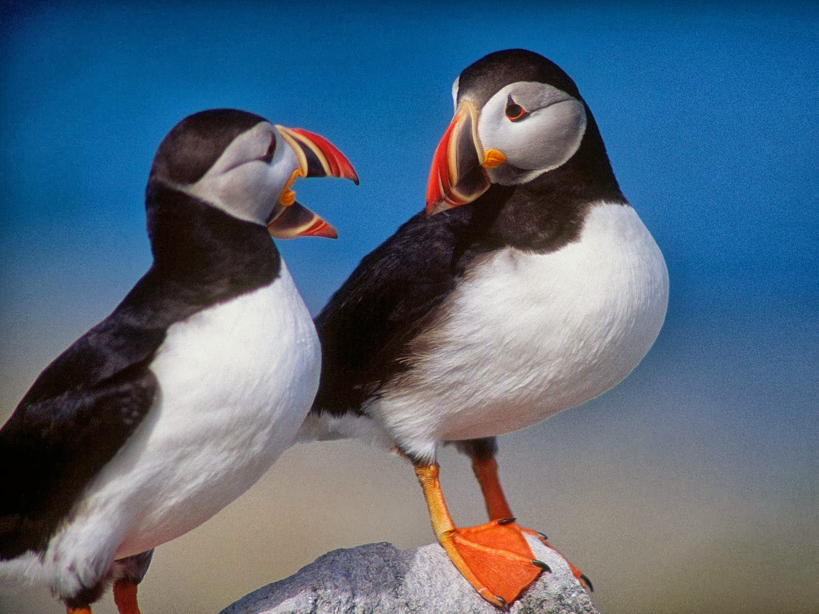 Beautiful Nice and Lovely Birds Images - Duul Wallpaper