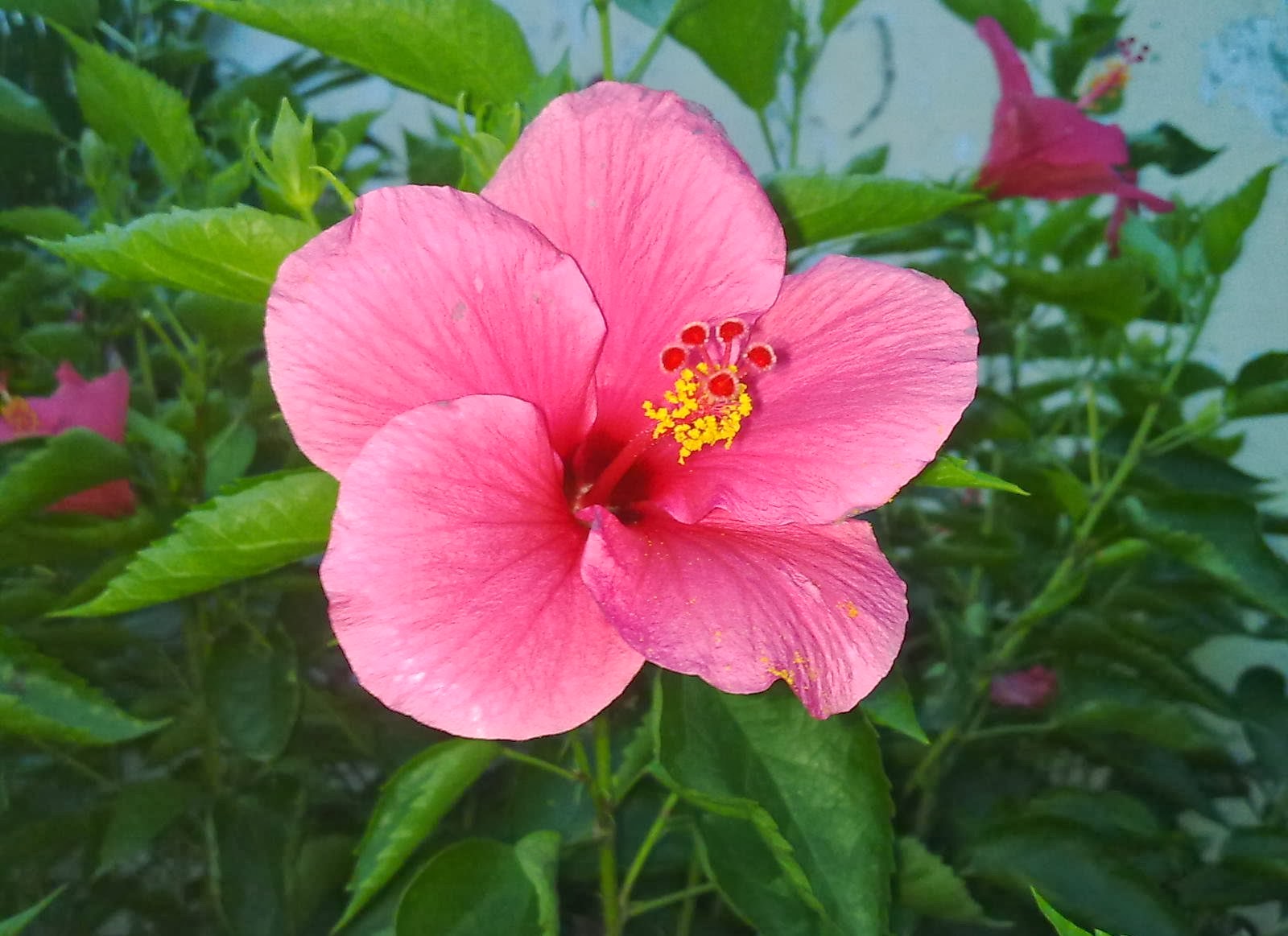 Sepadji Gallery: Kumpulan Bunga Sepatu Cantik