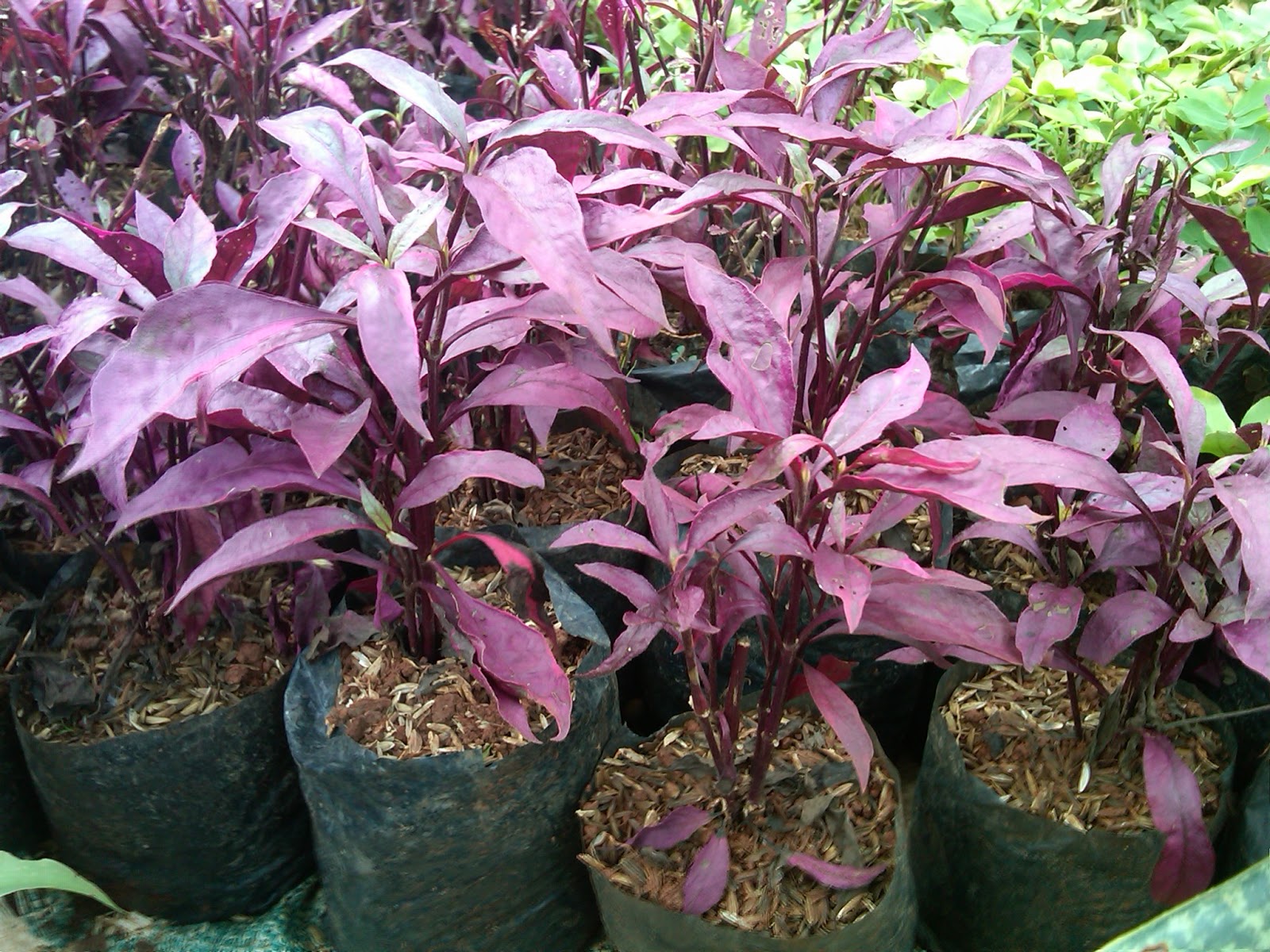 14+ Tanaman Hias Bunga Bayam