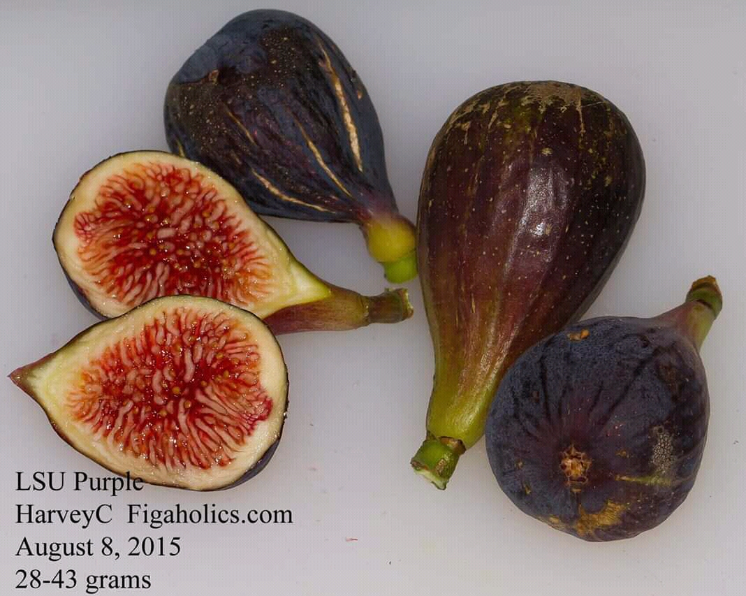 LSU Purple Fig - Var Tin