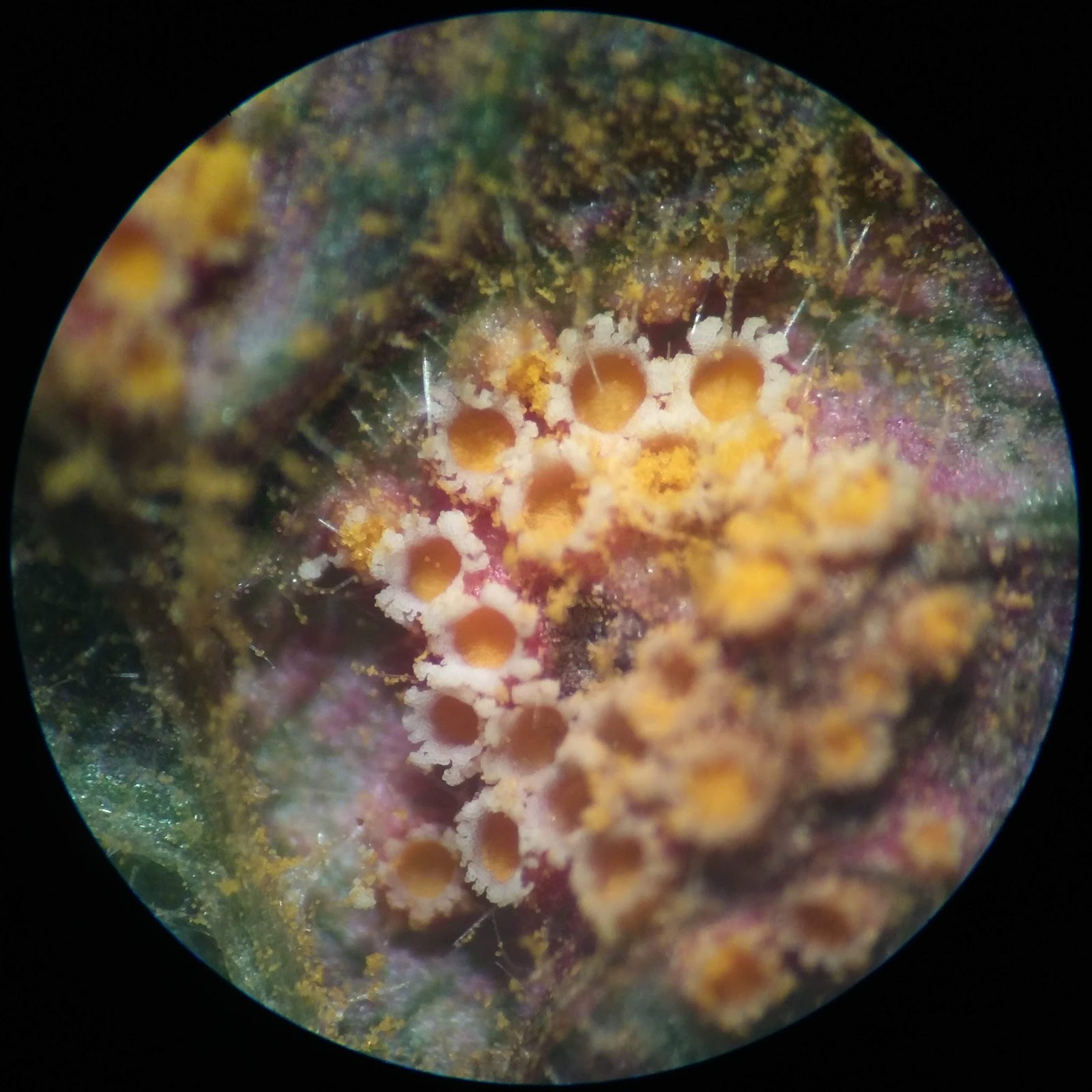 Misidentifying Fungi: Rusty nettle