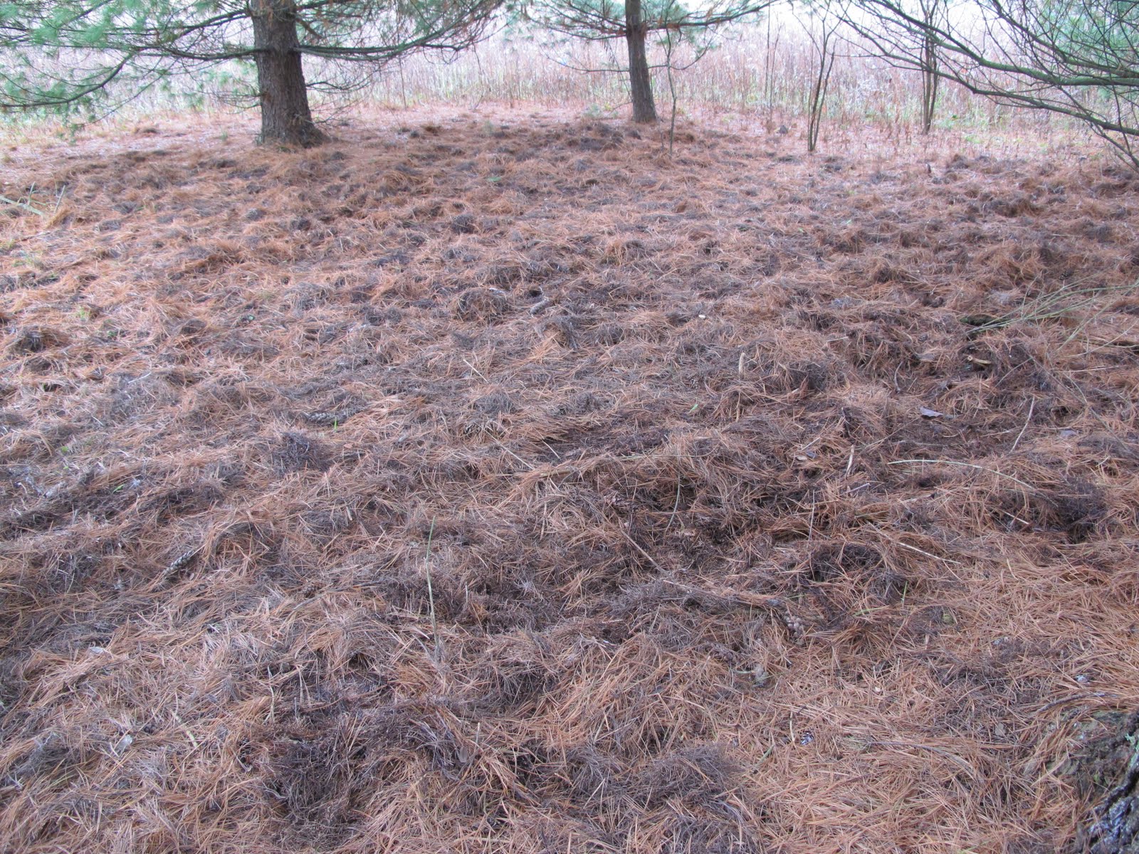 Blue Jay Barrens: Turkey Scratchings in the Pines