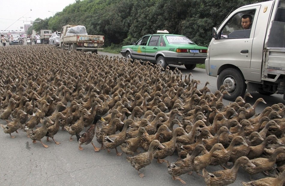 5,000 ducks out for a walk (4 pics) | Amazing Creatures