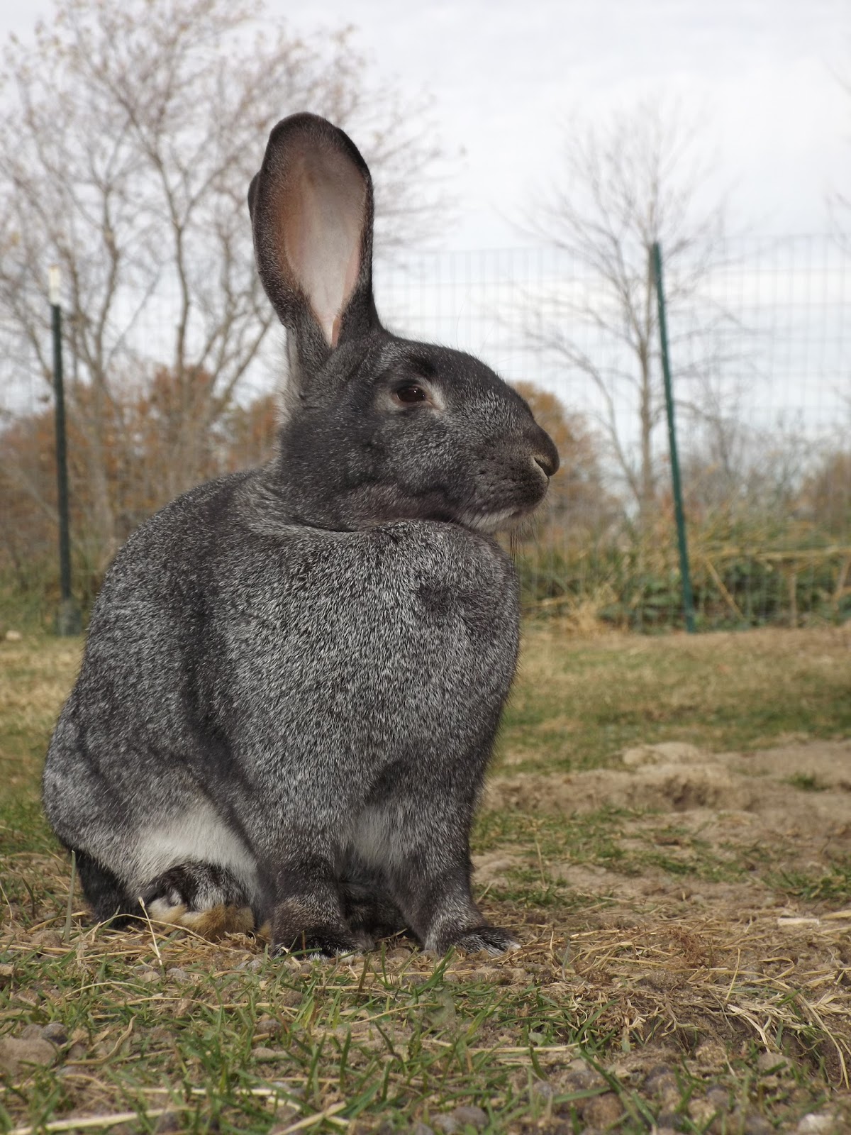 Little Bear Swamp Farm: Posting for limited time, for someone ...