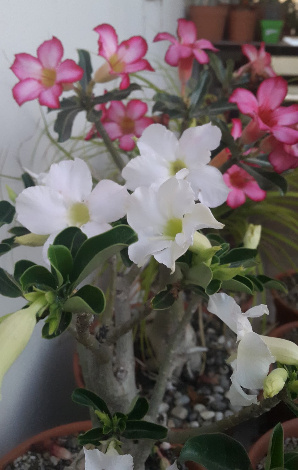 Mis Plantas - My plants: ADENIUM OBESUM - ROSA DEL DESIERTO - DESERT ROSE