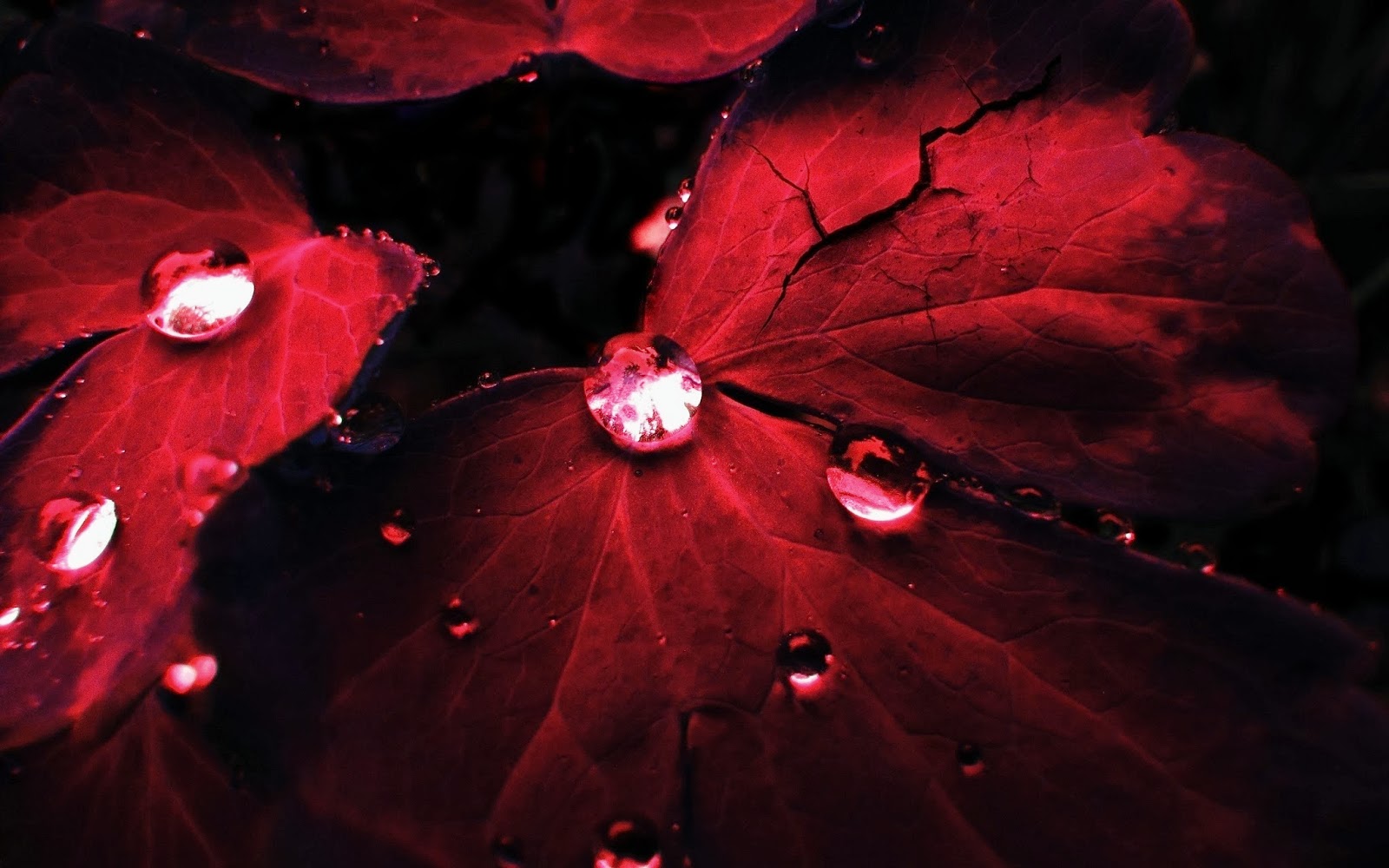 Rode herfst bladeren in hd