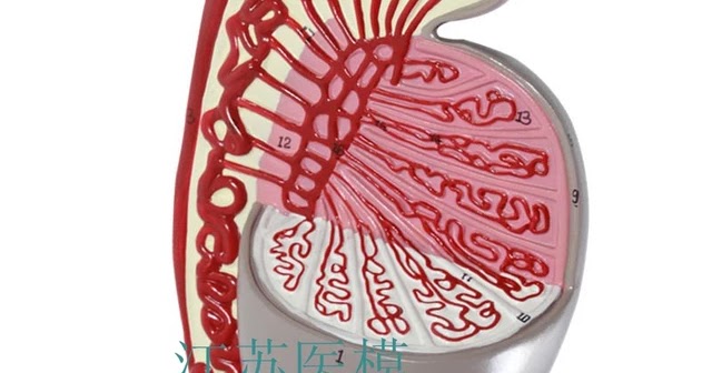 General science website: (8).Human organs and thier functions.(4)