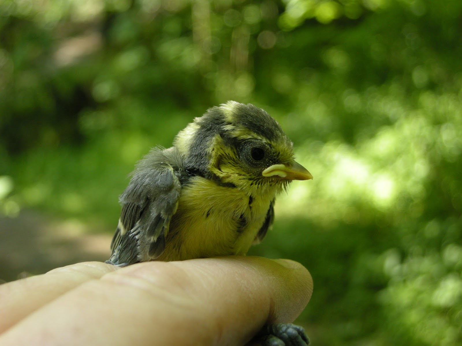 The Hairy Birder: Springwatch - Fylde Ringing Group Style