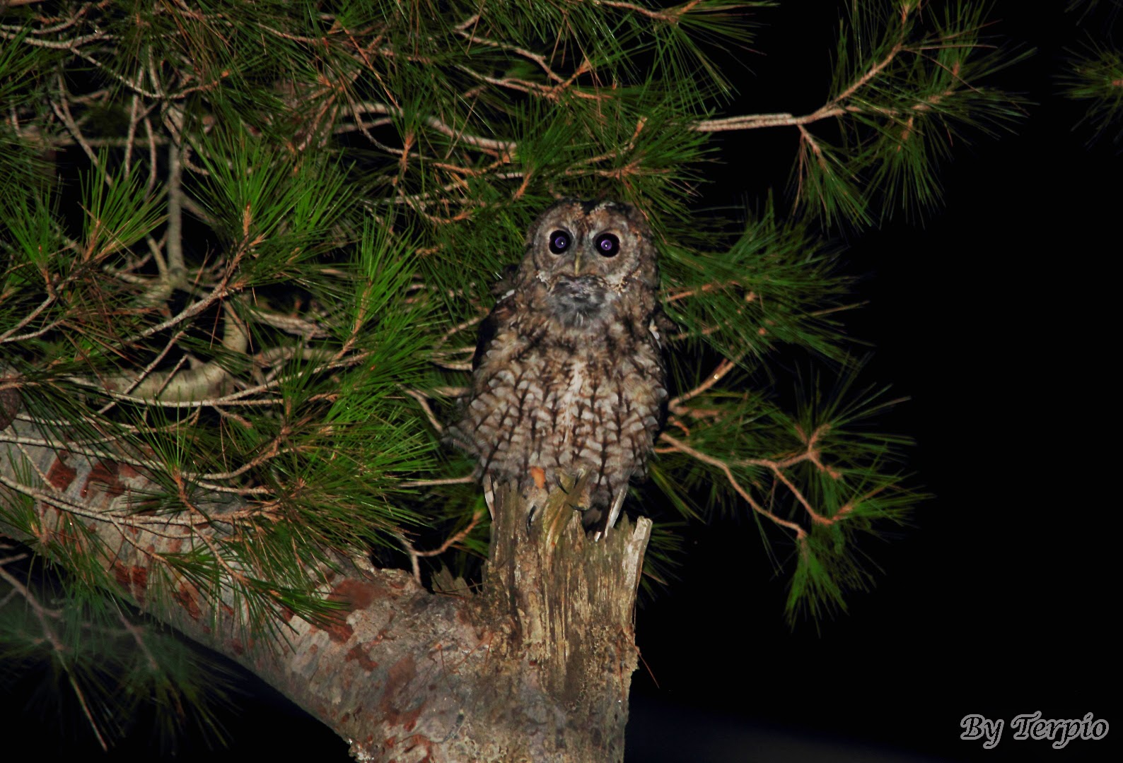 Viajes, Salidas, Naturaleza, (Fotografía).: Cárabo Común (Strix Aluco).
