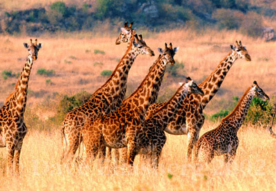 Alli's Alley: Wildlife Wednesday: Giraffe