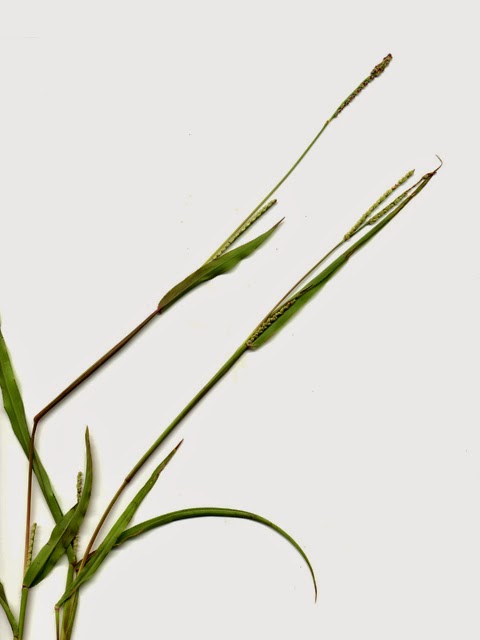 Flora de Puerto Rico Ilustrada Papo Vives: POACEAE PASPALUM SETACEUM ...