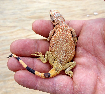 Mojave Brad: We came upon a baby Chuckwalla at White Domes in valley of ...