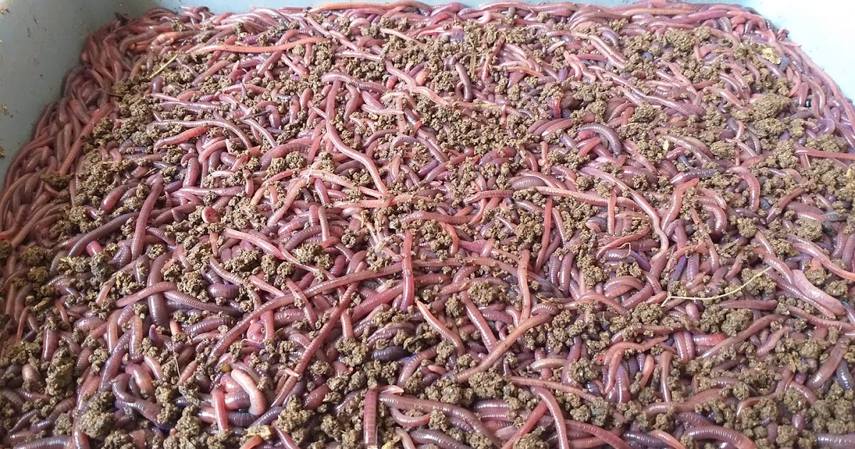 Cara Budidaya Cacing Tanah Terbaik Pasti Untung 100% | Ilmu Pertanian ...
