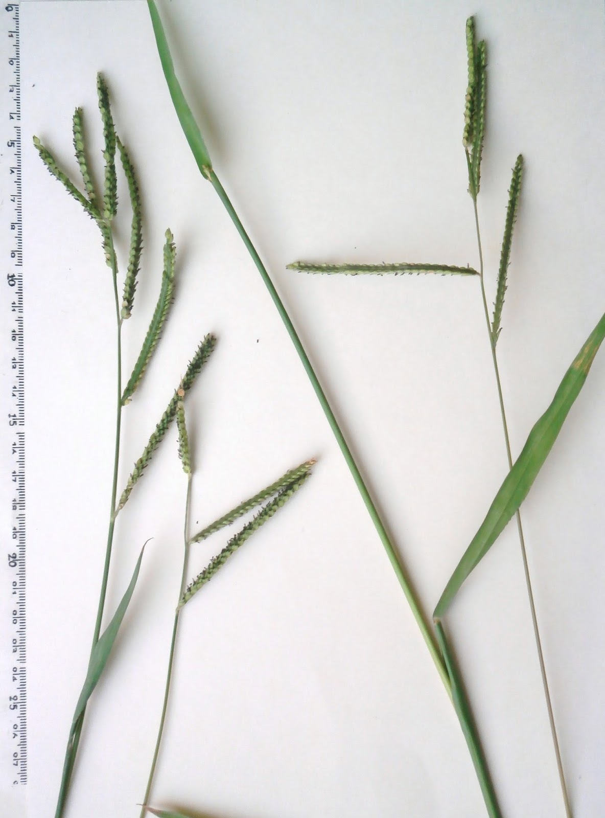 HERBARIO VIRTUAL DE BANYERES DE MARIOLA Y ALICANTE: Paspalum dilatatum ...