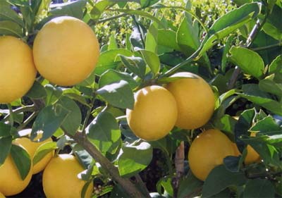In en om die huis: Die geheim - Vrugtebome in jou tuin - dis moontlik.