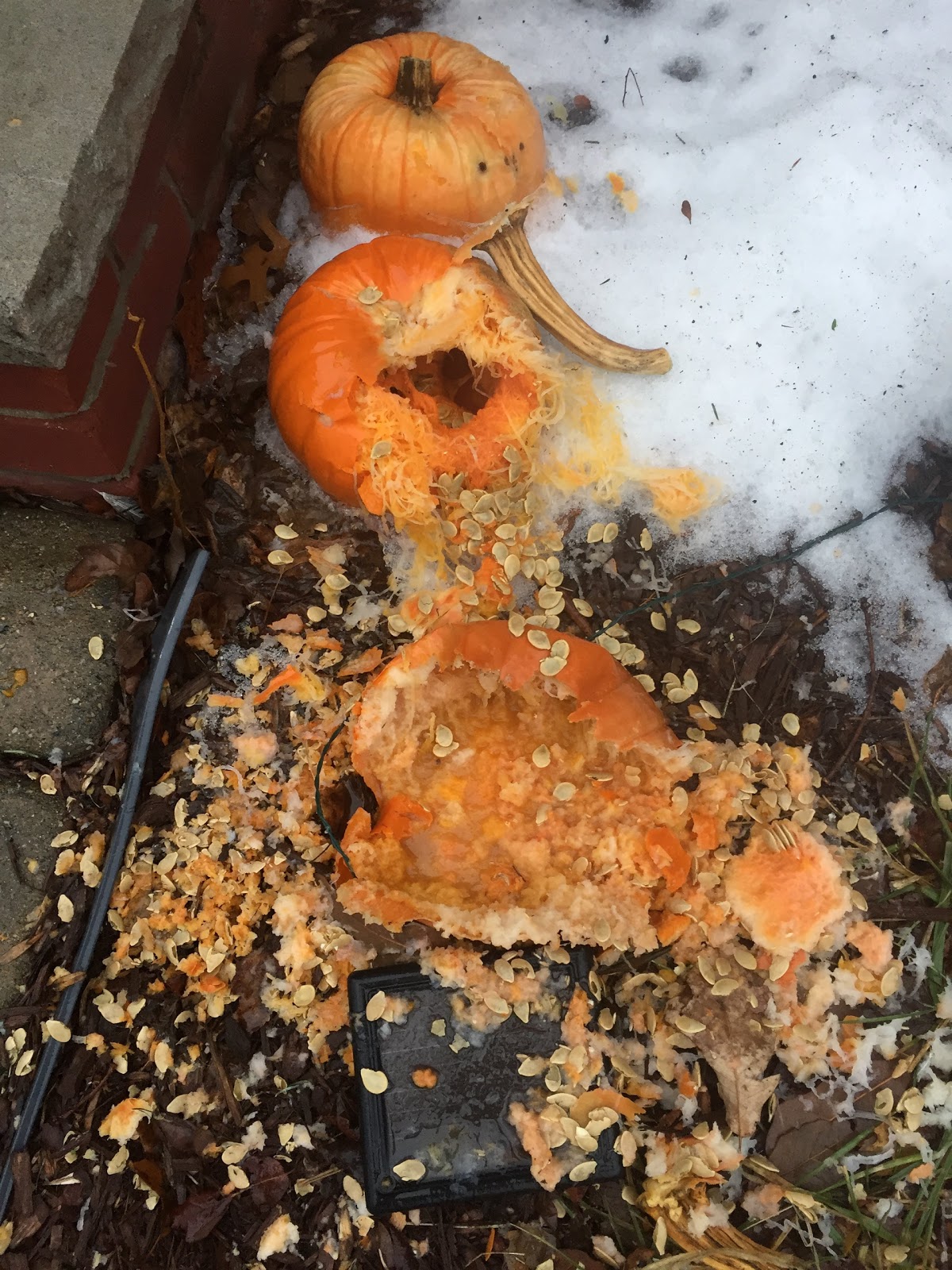Pumpkin Guts