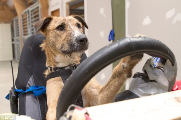 White Wolf : Dogs Driving Cars: New Zealand SPCA Puts Canines Behind ...