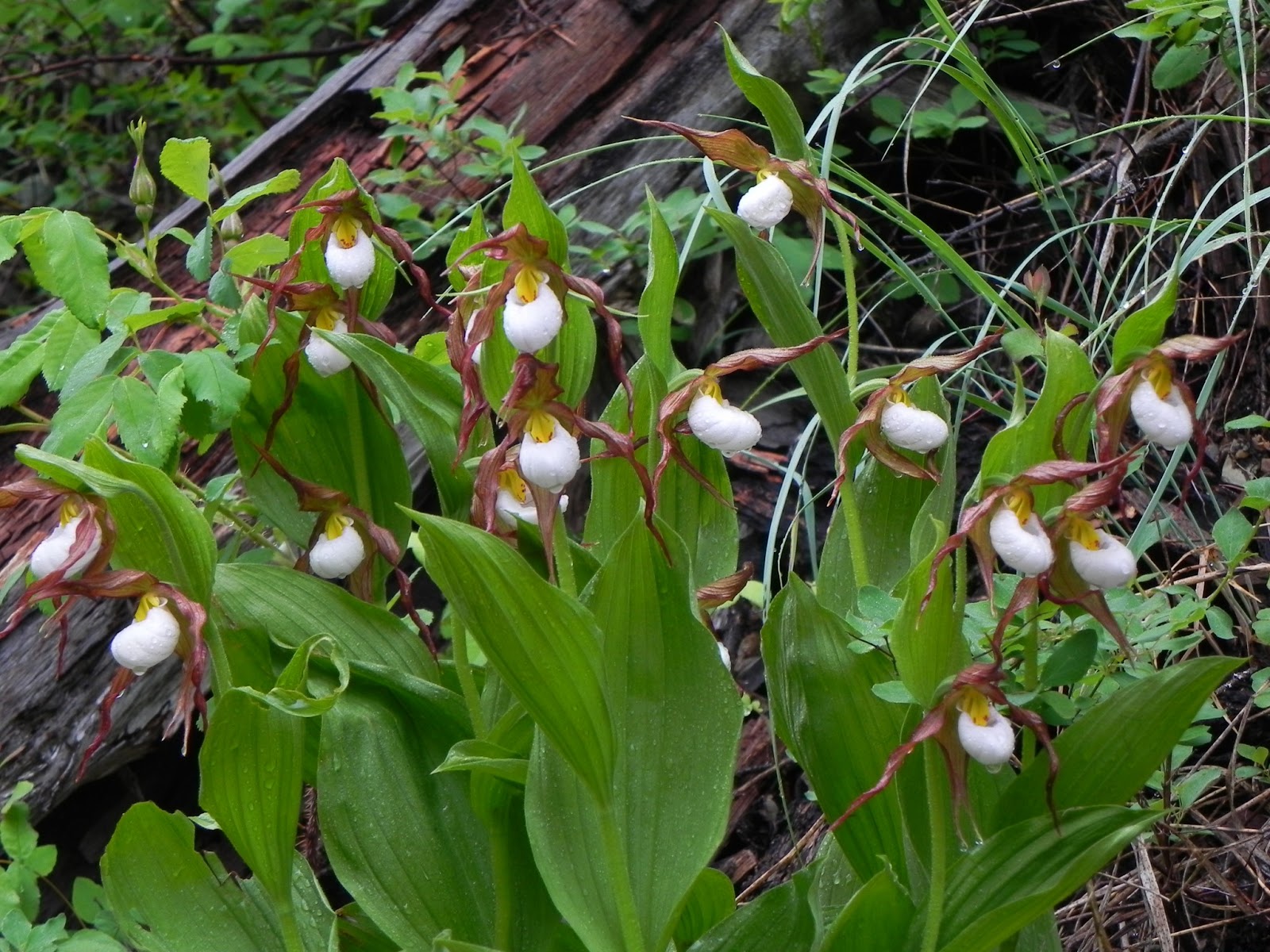 Wildflower Wanderings: Flower Ecstasy on June 1st; Installment 1