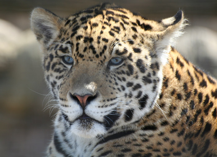 Los seres vivos: el animal jaguar