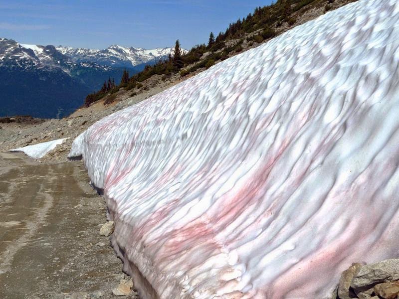 Watermelon Snow | Sierra Nevada Mountains California