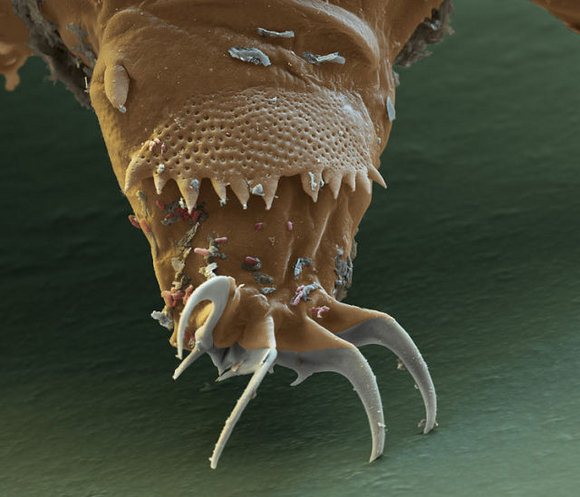 MUY INTERESANTE SPAIN: EL ANIMAL INDESTRUCTIBLE