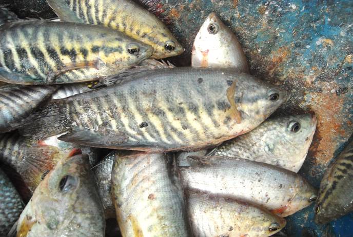 Lot7640: Pelihara ikan air tawar (payau)