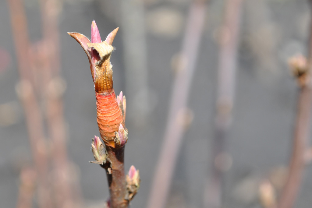 Блог Игоря Корнилова: Сибирка алтайская (Sibiraea laevigata (L.) Maxim.)