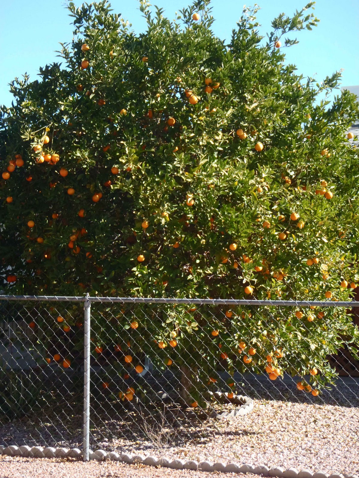 On the road to California - Naturally North Idaho