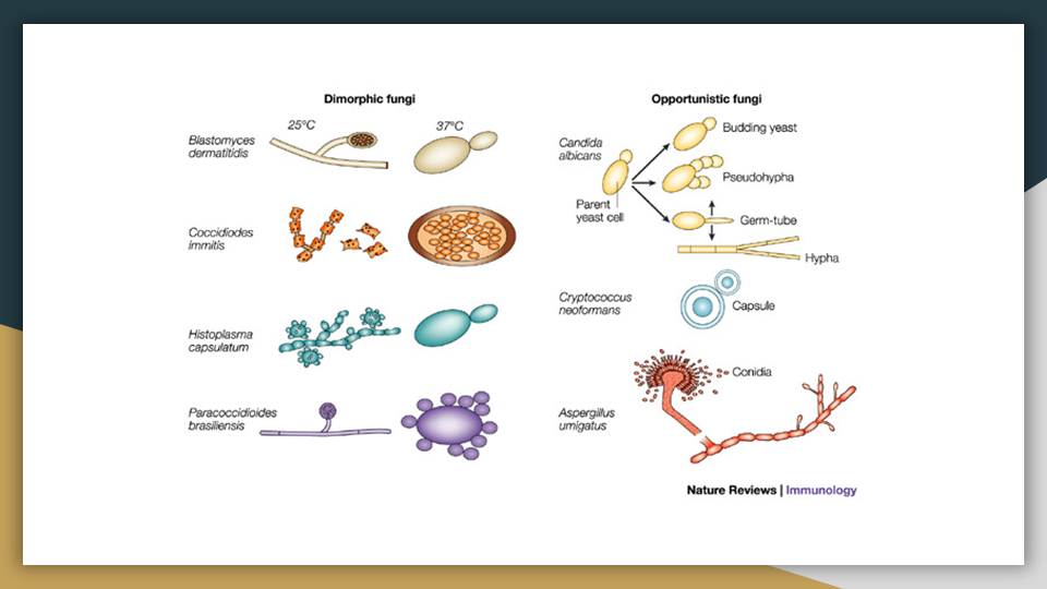 Introduction to Mycology - Microbes World