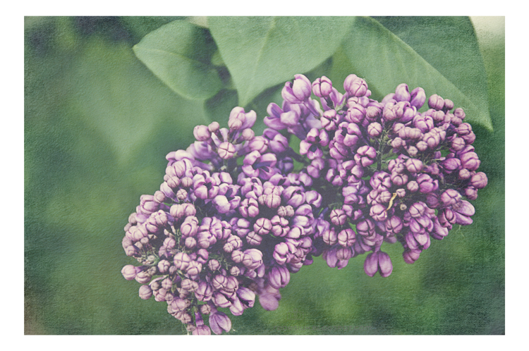 photography by redesiuk: fioletowy bez