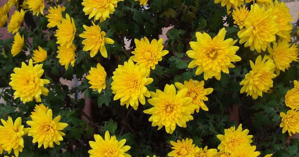 kenapa daun bunga kertas warna kuning - Liam Clarkson