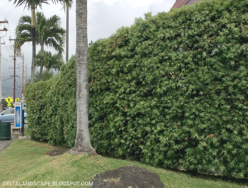 A Changing Landscape: Podocarpus forms