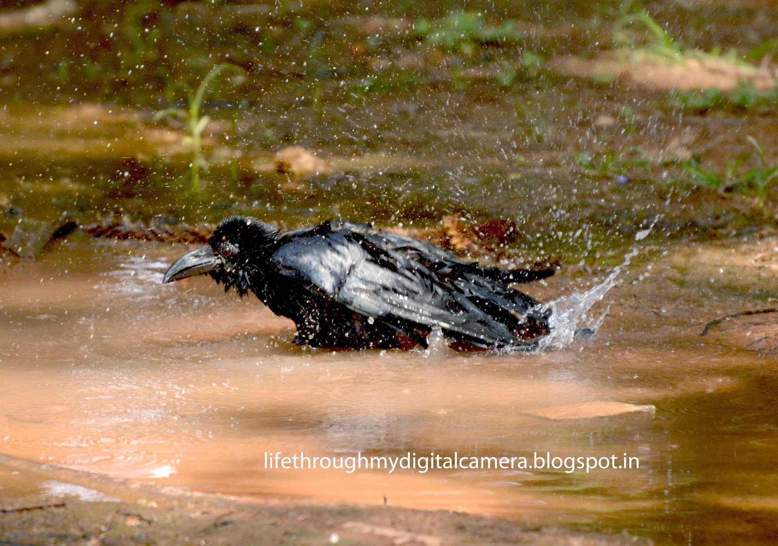 Life Through My Digital Camera : Bathing Ravens Through My Digital Camera