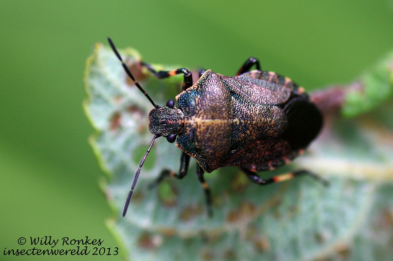 INSECTENWERELD: Van want(s)en weten...