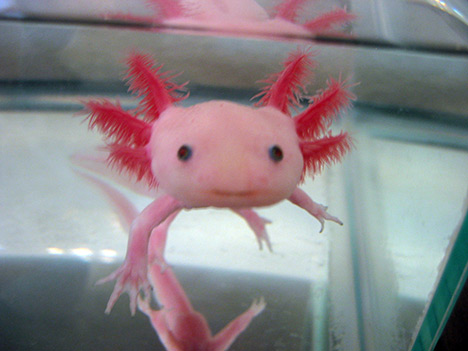 Axolotls | The Life of Animals